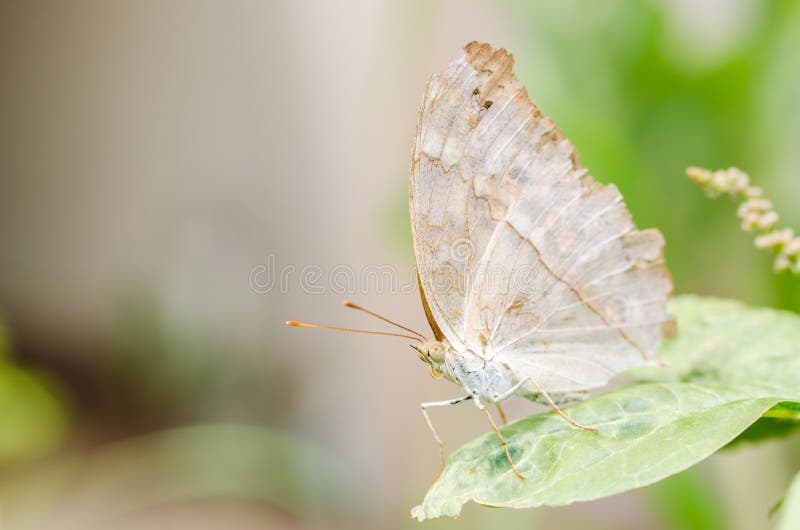Little Butterfly in the Nature Stock Image - Image of wildlife ...