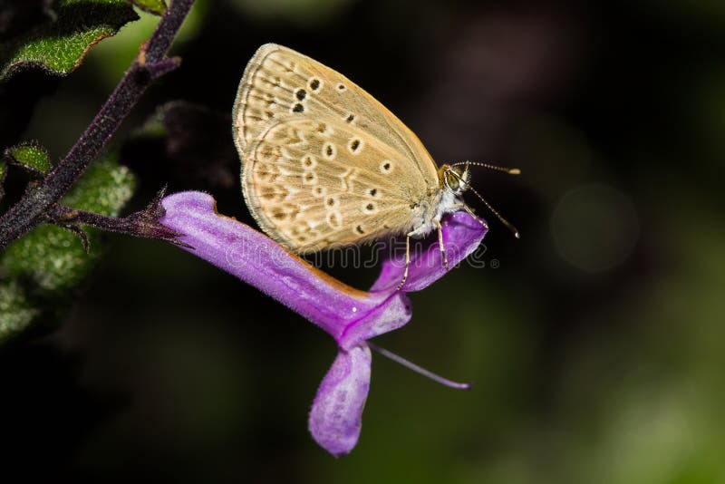 The little butterfly. stock photo. Image of flora, little - 35573894