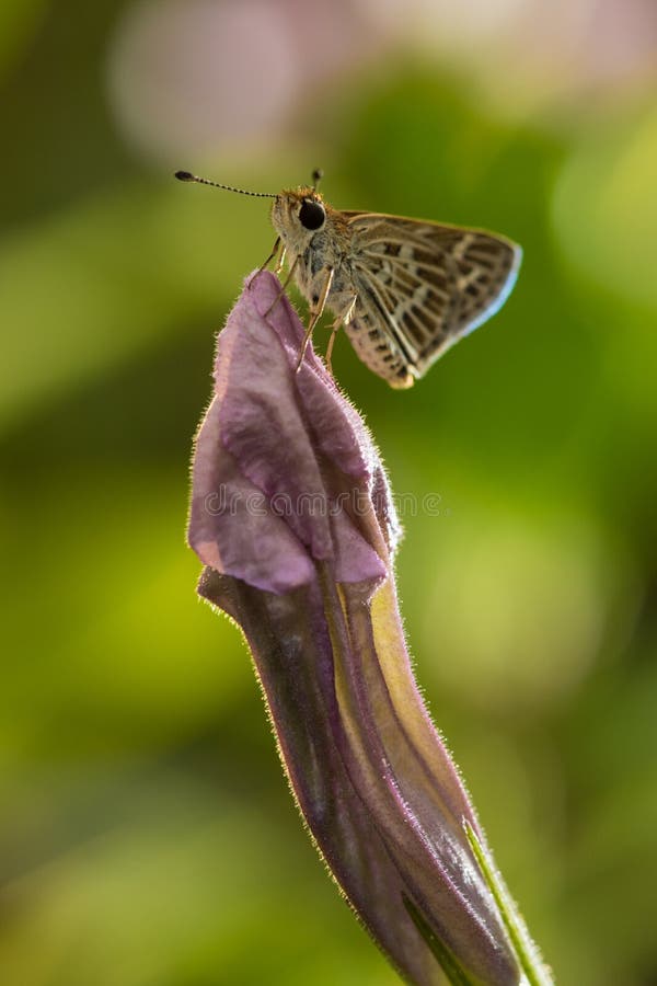 Little butterfly stock photo. Image of natural, moth - 59093538