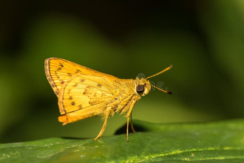 Little butterfly stock photo. Image of fauna, moth, jungle - 156125798