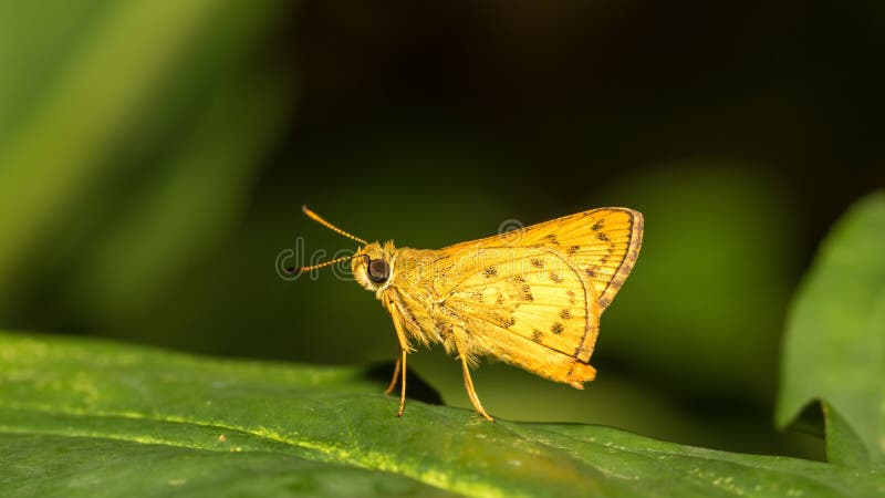 Little butterfly stock photo. Image of animal, green - 156125870