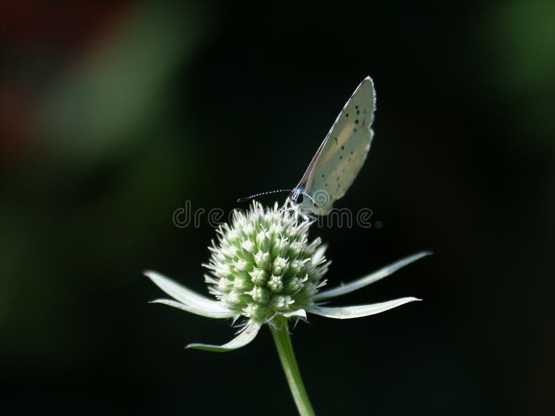 Little butterfly stock photo. Image of white, little - 41210580