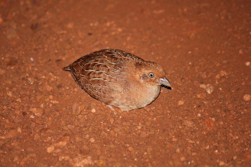 Little Button-quails stock image. Image of baby, evening - 206802329