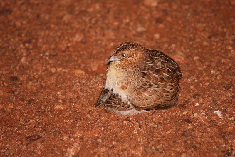 Little Button-quails stock image. Image of baby, evening - 206802329