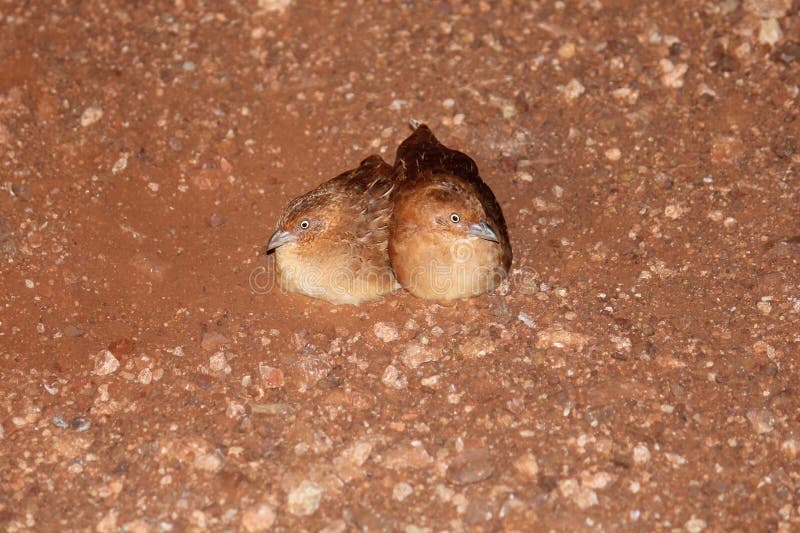 Pilbara Birds Stock Photos - Free & Royalty-Free Stock Photos from ...