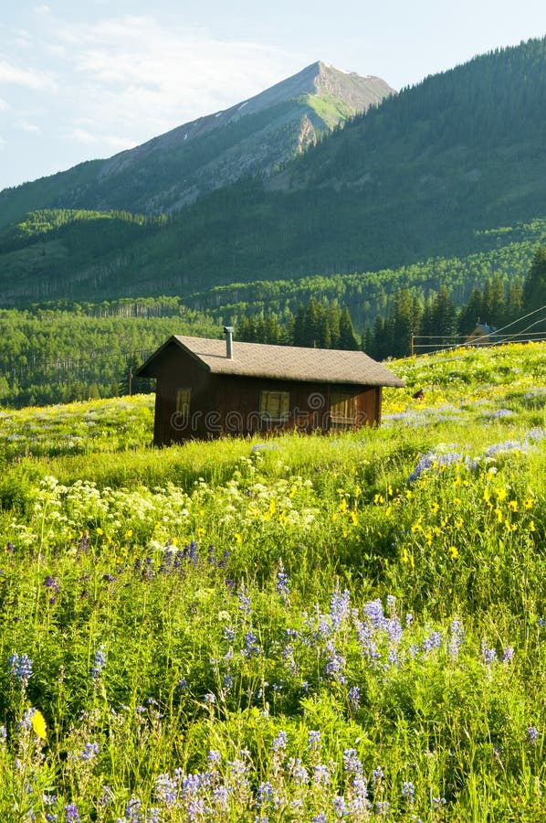 A Little Cabin in a Field of Wildflowers Stock Image - Image of ...