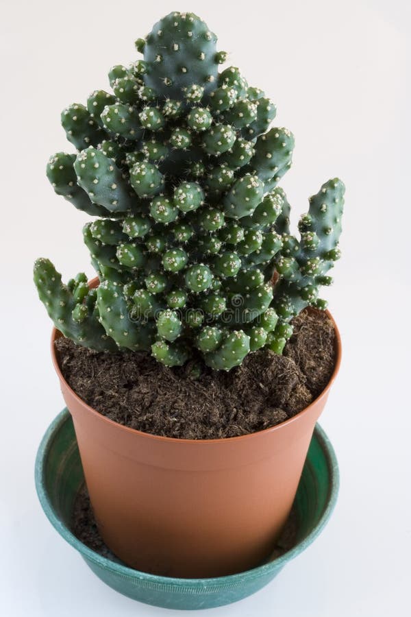 Little cactus stock photo. Image of home, houseplant, house - 4690896