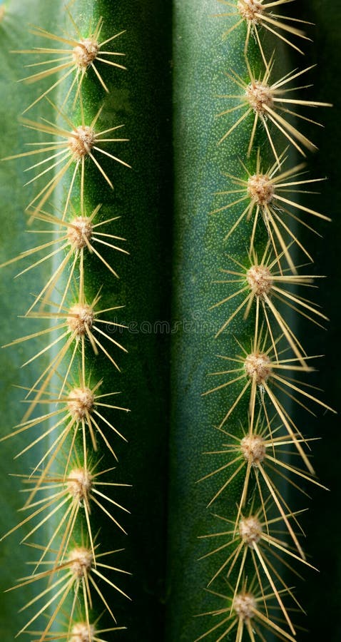 Cactus close up stock image. Image of gardening, natural - 199751507