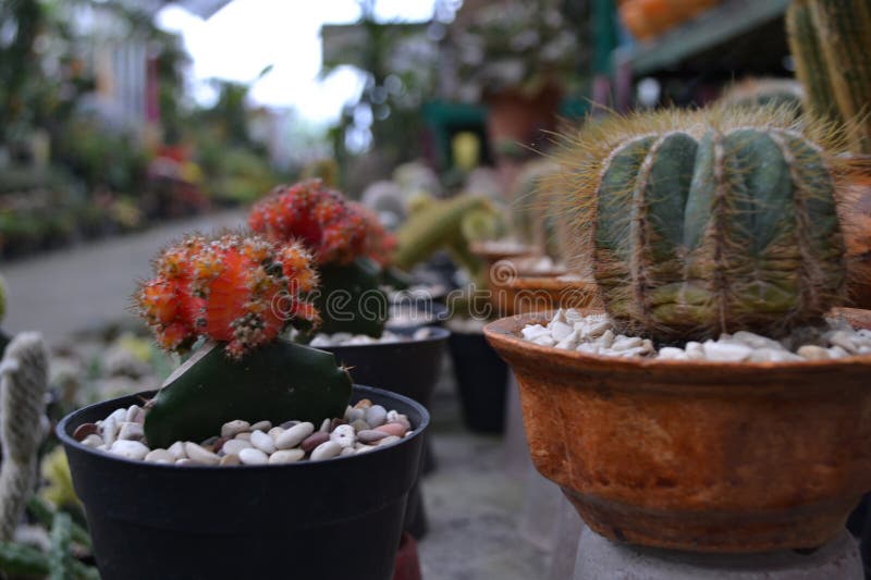 Little Cactus is so Cute and Adorable Stock Image - Image of fauna ...