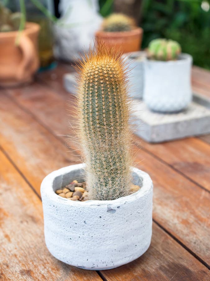 Little Cactus plant stock image. Image of potted, interior - 21225063
