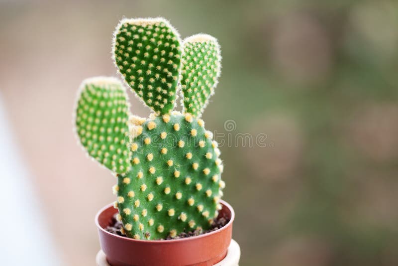 Little cactus stock image. Image of green, focus, nature - 71311837