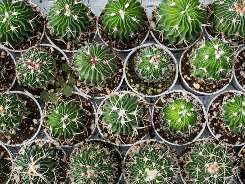 Little cactus stock photo. Image of green, grow, cactus - 91158084