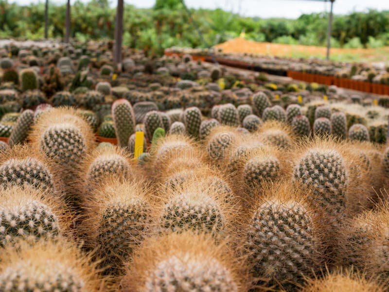 Little cactus stock image. Image of botanical, botanic - 91228873