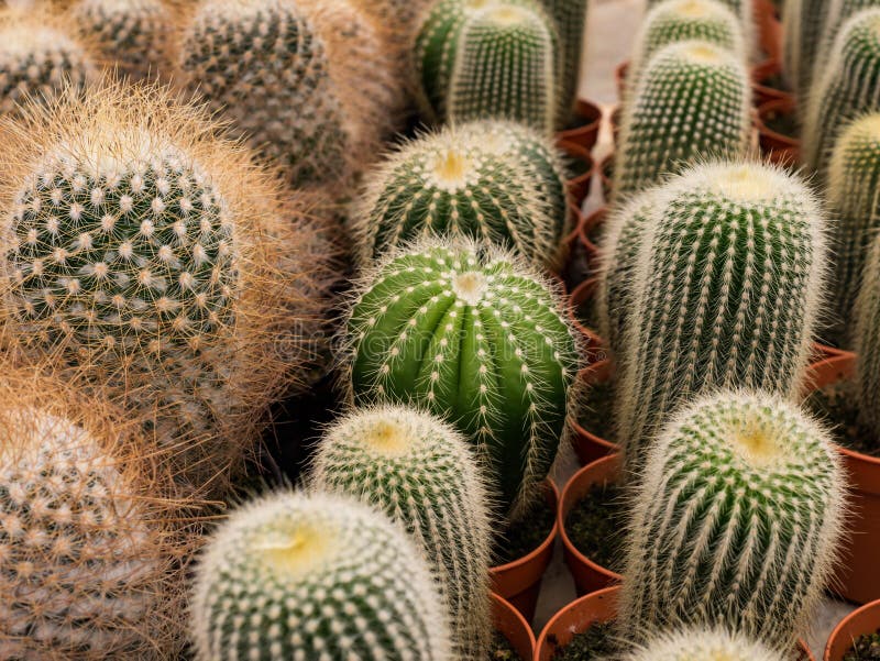Little cactus stock photo. Image of flora, fresh, close - 91228890