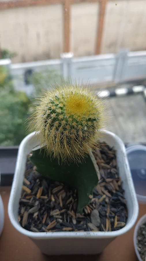 Mini Cactus on the Desk Window. Stock Photo - Image of wildflower ...
