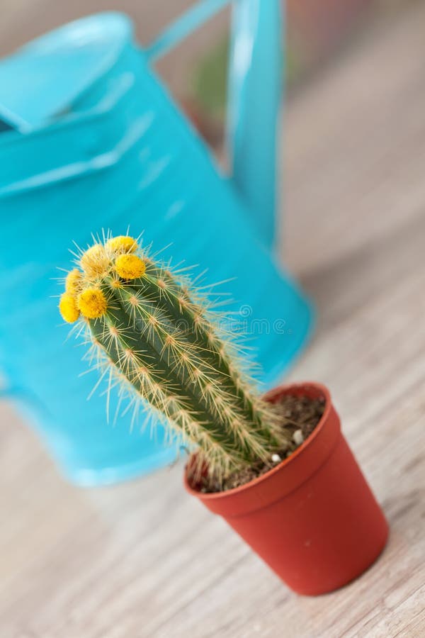 Little Cactus plant stock image. Image of garden, potted - 21225011