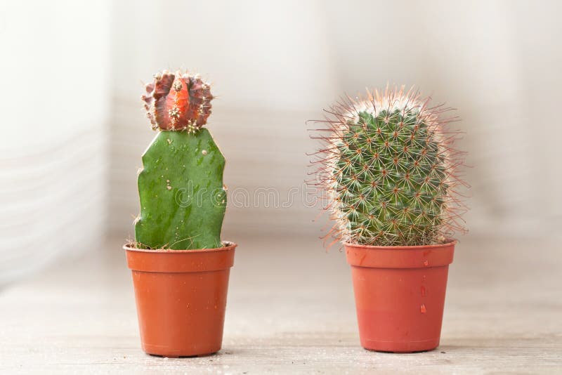 Little Cactus plant stock photo. Image of garden, thorns - 21225050