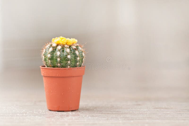 Little Cactus plant stock image. Image of potted, interior - 21225063