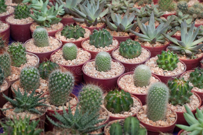 Little Cactus plant stock photo. Image of cute, potted - 21225646