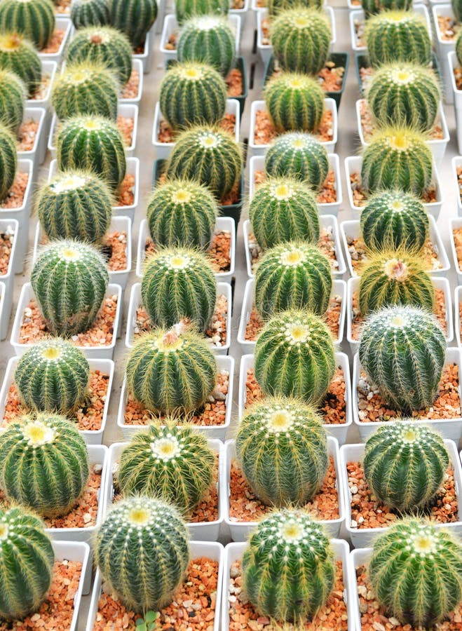 Little Cactus plant stock photo. Image of cute, potted - 21225646