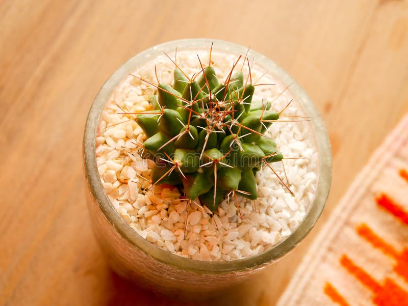 Little Cactus plant stock photo. Image of cute, potted - 21225646