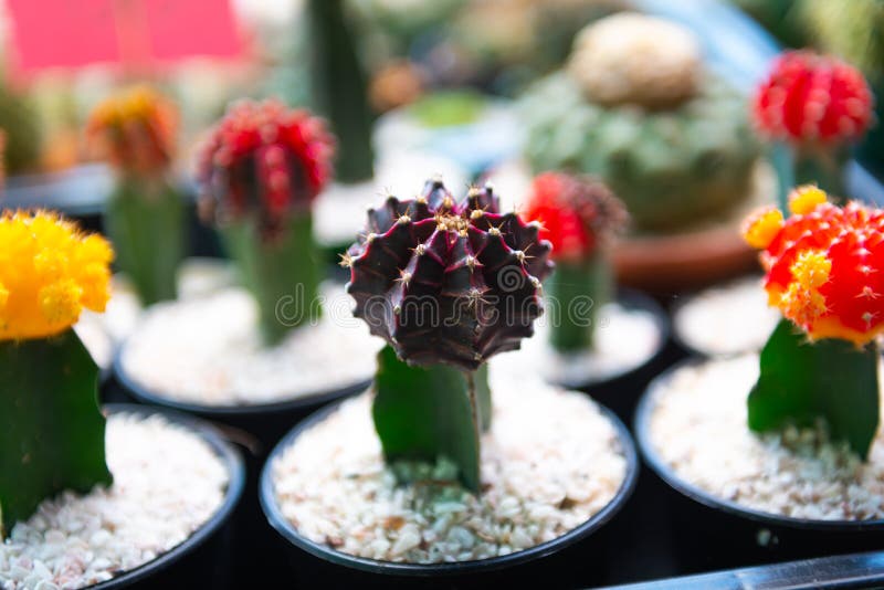 Little Cactus in Small Pots are Growing in Farm Stock Image - Image of ...