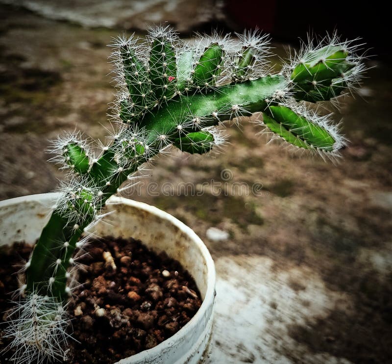 Little Cactus plant stock photo. Image of cute, potted - 21225646