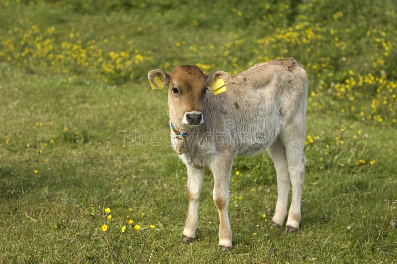 Little calf stock image. Image of animal, turkey, horizontal - 12321659