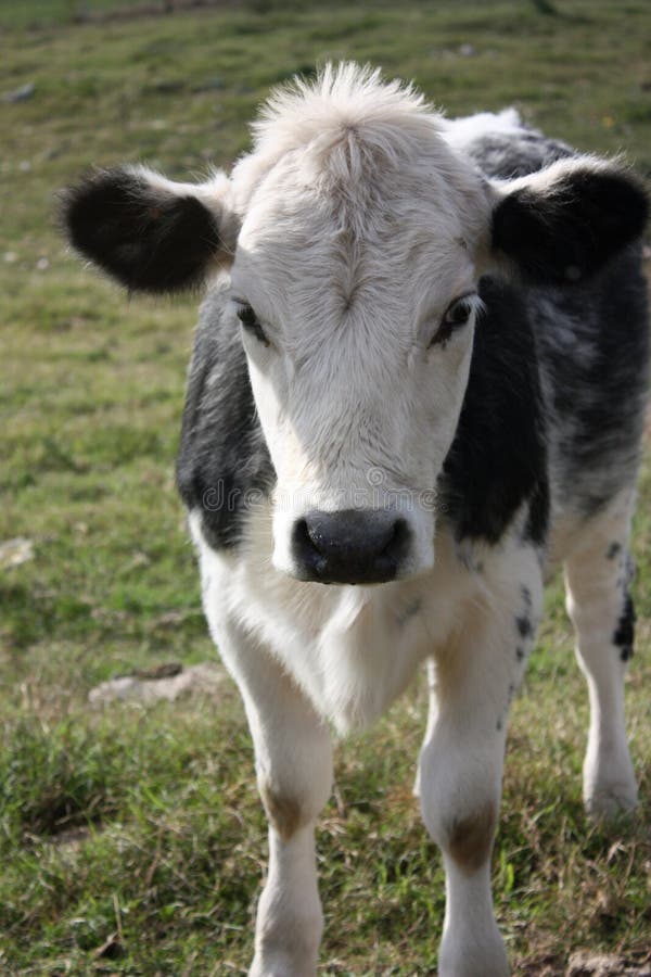 Little calf stock image. Image of pasture, white, agriculture - 14471929