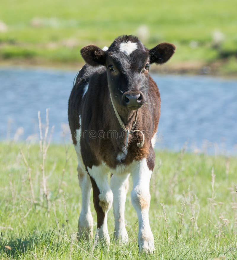 Little Calf Grazing on a Meadow Stock Photo - Image of breeding ...