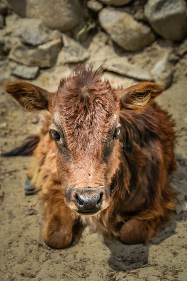 Little calf stock photo. Image of cattle, domestic, asian - 38962342