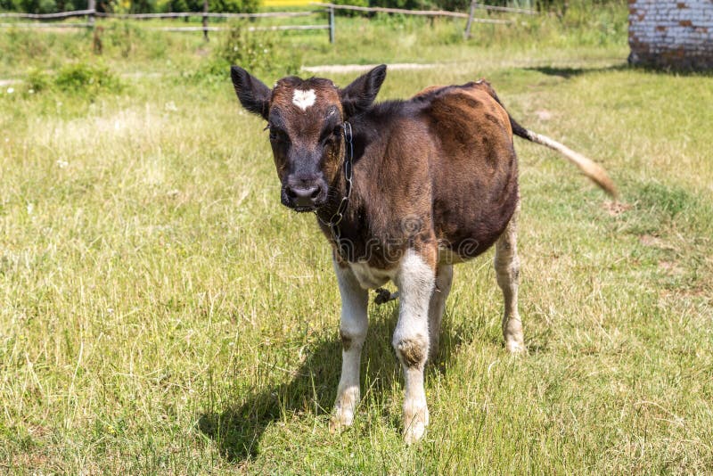 Little calf stock photo. Image of summer, beef, farm - 187921708