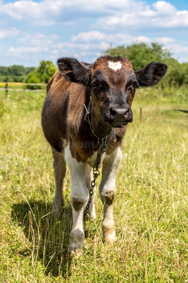 Little calf stock image. Image of cute, dairy, calves - 187940097