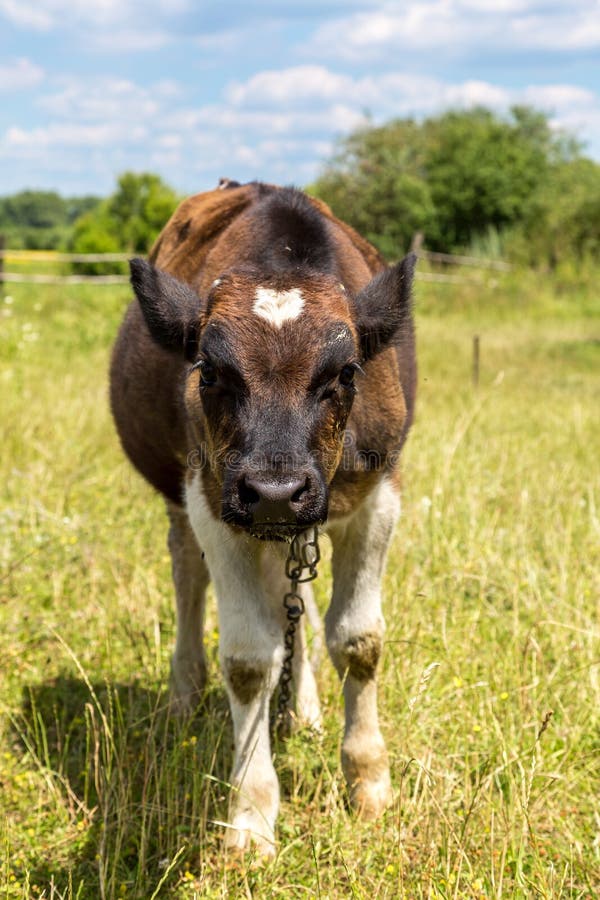 Little calf stock photo. Image of calves, farm, landscape - 187940112