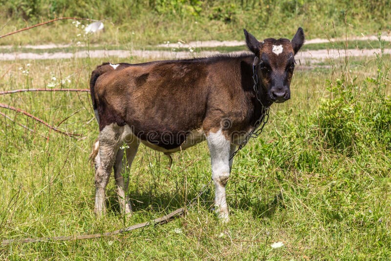 Little calf stock image. Image of cattle, farm, young - 189714603