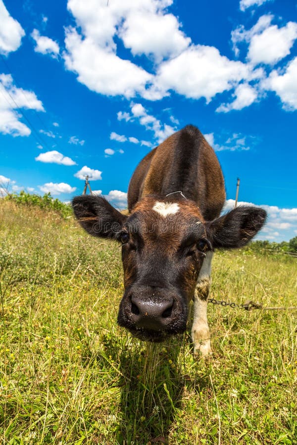 Little calf stock photo. Image of green, baby, white - 186601976