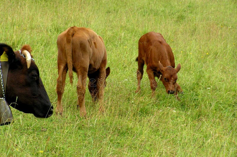 Little calves stock photo. Image of calf, animals, cows - 47346798
