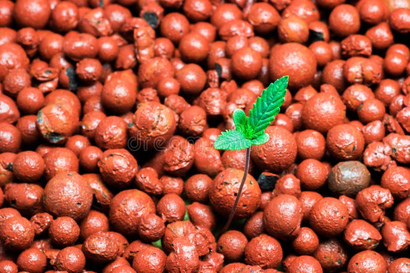 Little cannabis plant stock photo. Image of amsterdam - 53986796