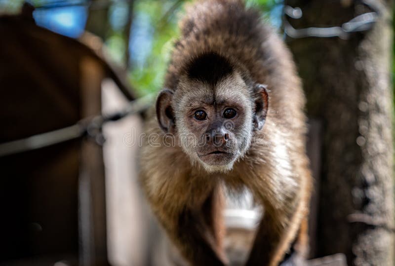 Little Capuchin Monkey Monkey in Captivity. Stock Photo - Image of ...