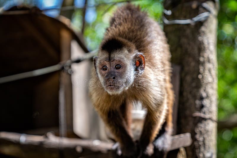 Little Capuchin Monkey Monkey in Captivity. Stock Photo - Image of ...