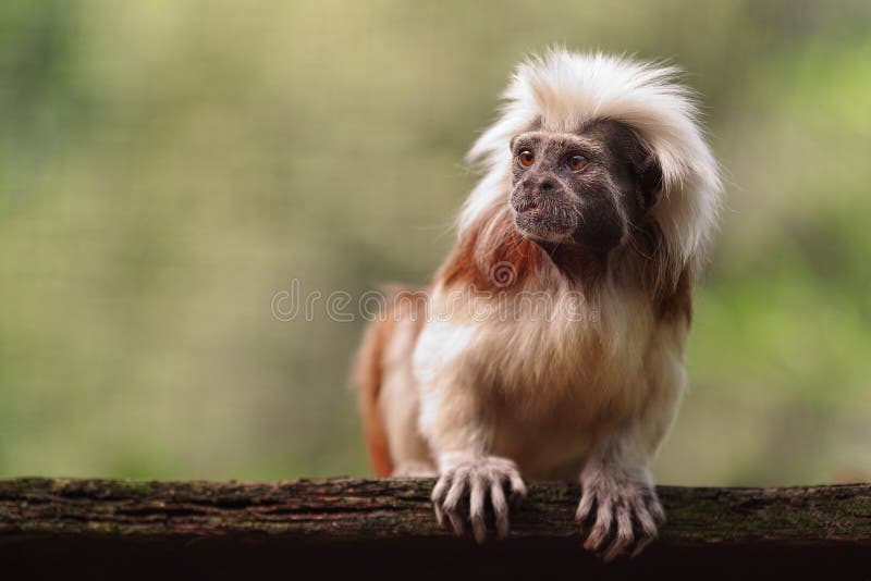 Little capuchin monkey stock image. Image of cute, monkey - 78060525