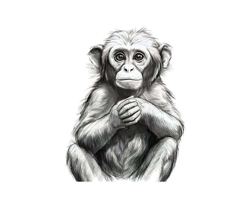 Capuchin Monkey Portrait Hand Drawn Sketch. Vector Illustration Design ... Capuchin Monkey Portrait Hand Drawn Sketch. Vector Illustration Design ...