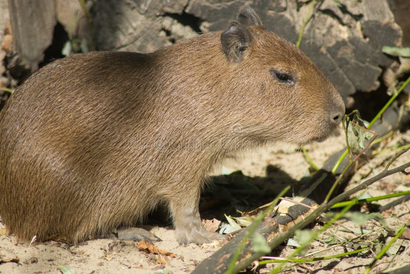 Capybara`s baby stock image. Image of capybaras, herbivorous - 100240835