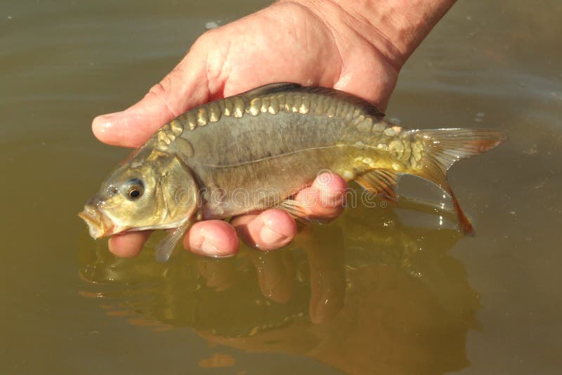 Little carp stock image. Image of life, carp, river, angler - 11655497