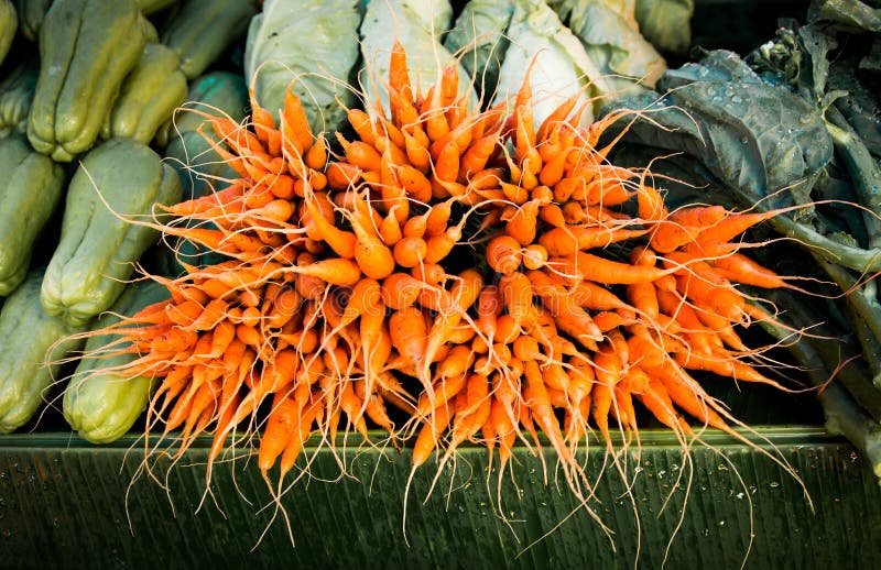 Little carrot stock photo. Image of beautiful, small - 64605750