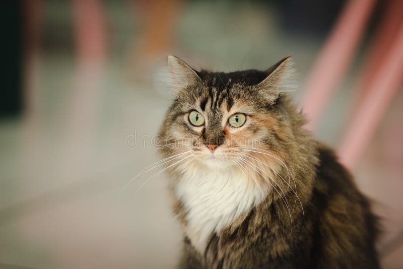 A Little Cat Watching Outside Stock Photo - Image of hunter, little ...