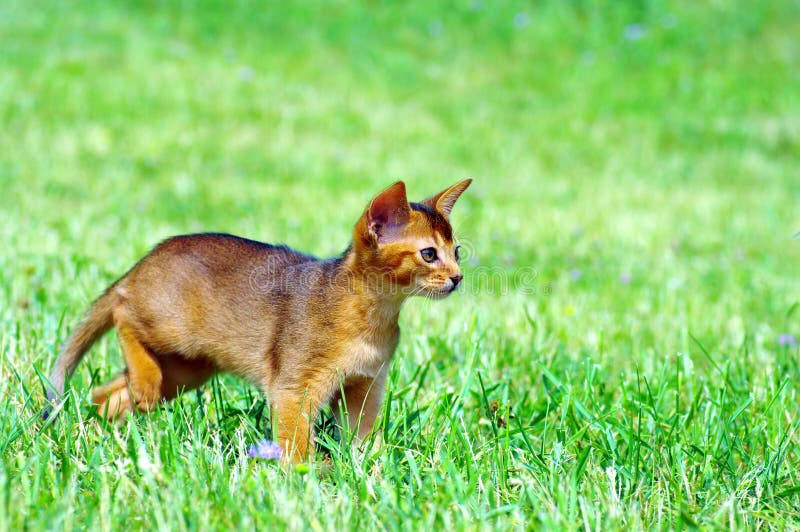 Ruddy Abyssinian Cat stock image. Image of front, small - 27327507