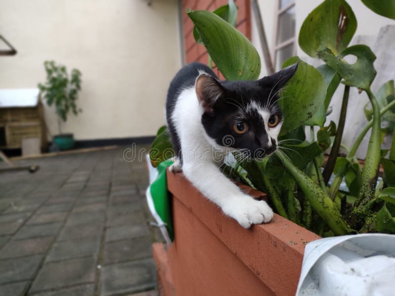 The little cat stock photo. Image of grass, animal, carnivore - 222414310