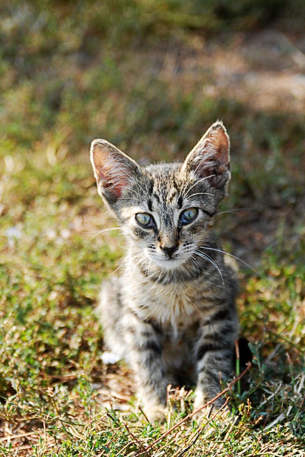 Little cat stock image. Image of mammal, animal, bobcat - 26711765