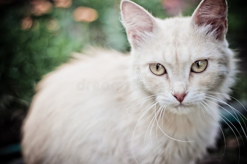 Little cat stock image. Image of cute, expression, curious - 29342507